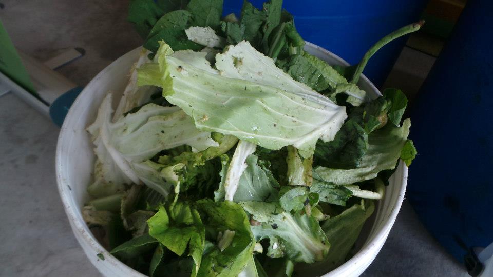 PROJEK PERINTIS PENGKOMPOSAN SISA BUANGAN ORGANIK | Portal Rasmi Majlis ...